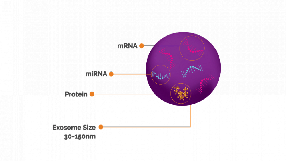 Exomine Exosomes Set | Germanos medicals